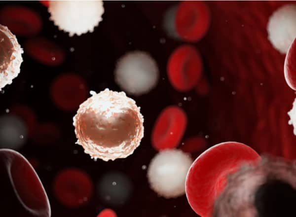 Leucemia: o que é, causas, sintomas, diagnóstico e tratamento - Abrale